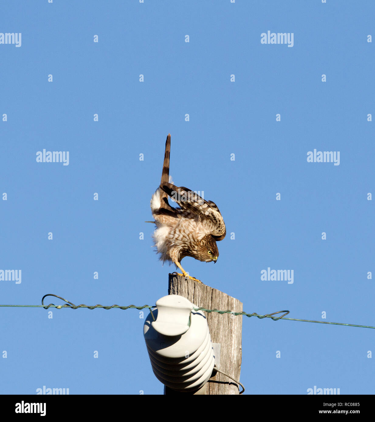 Coopers hawk pooping hi-res stock photography and images - Alamy