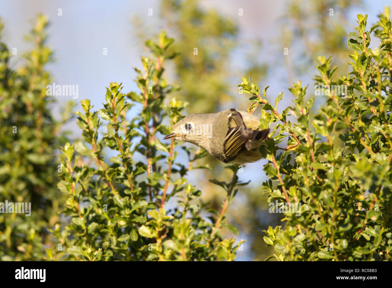 Ruby Crowned Kinglet High Resolution Stock Photography and Images - Alamy