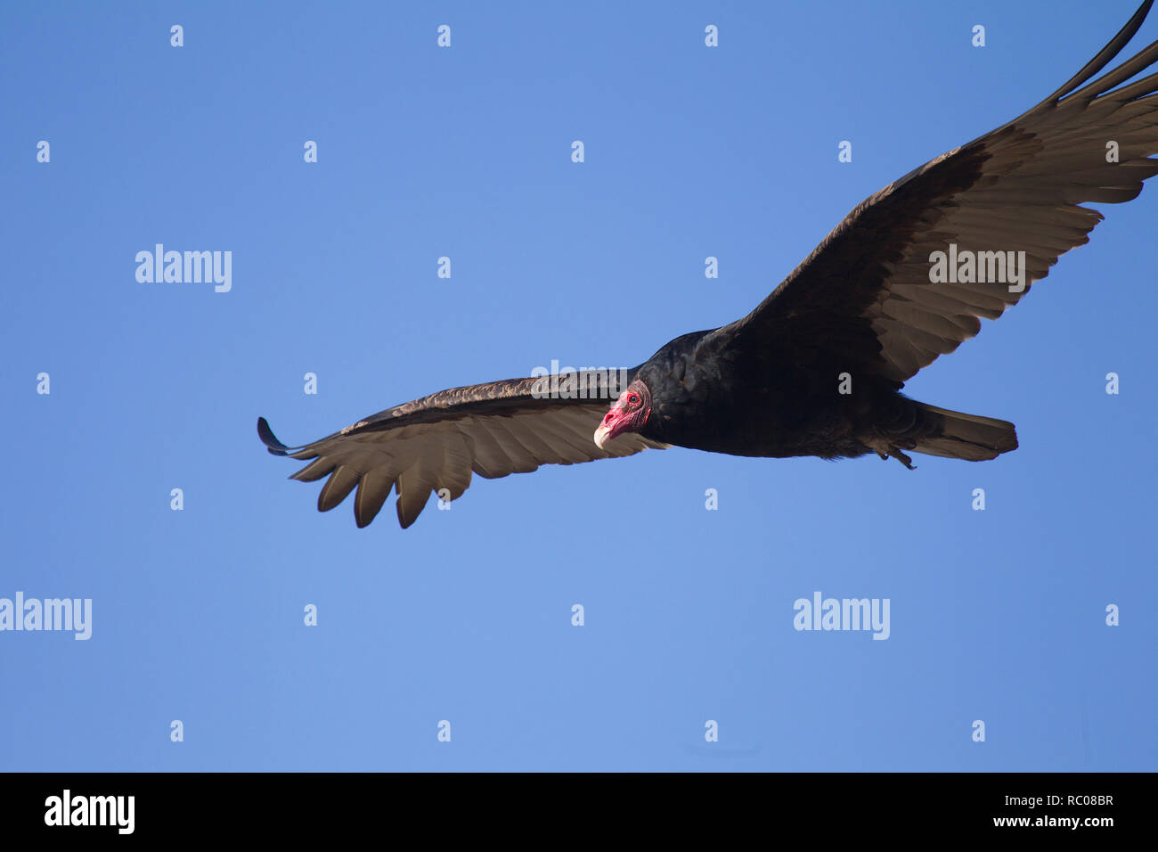 Turkey Vulture in Flight Stock Photo - Alamy