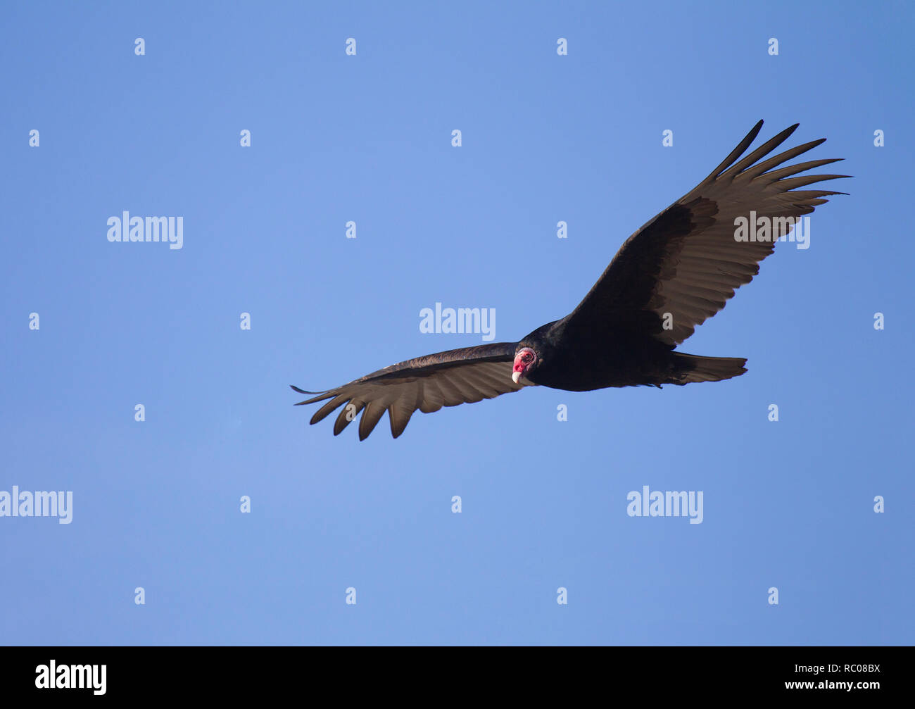 Turkey Vulture in Flight Stock Photo - Alamy