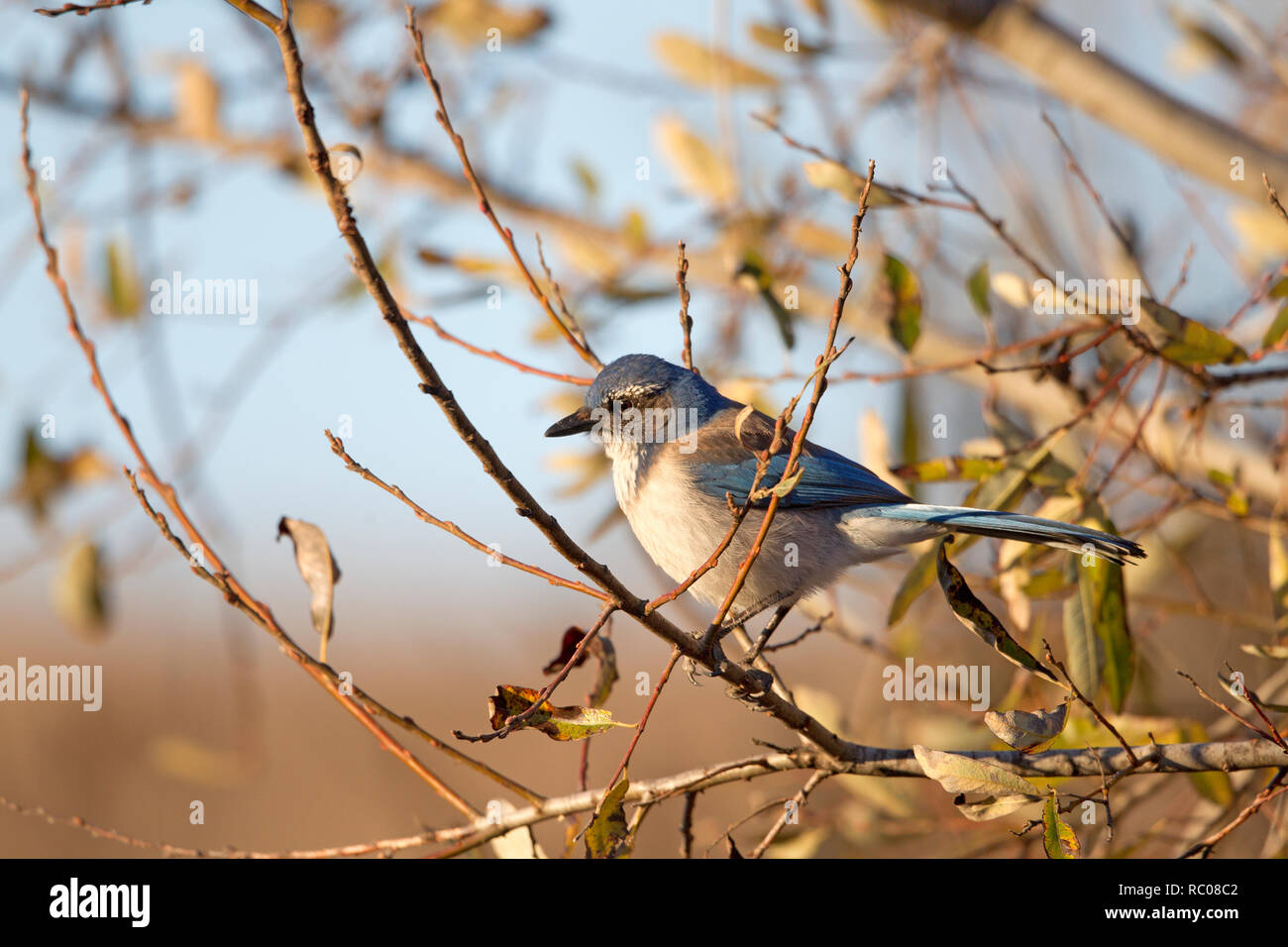 Western Scrub Jay Stock Photo - Alamy