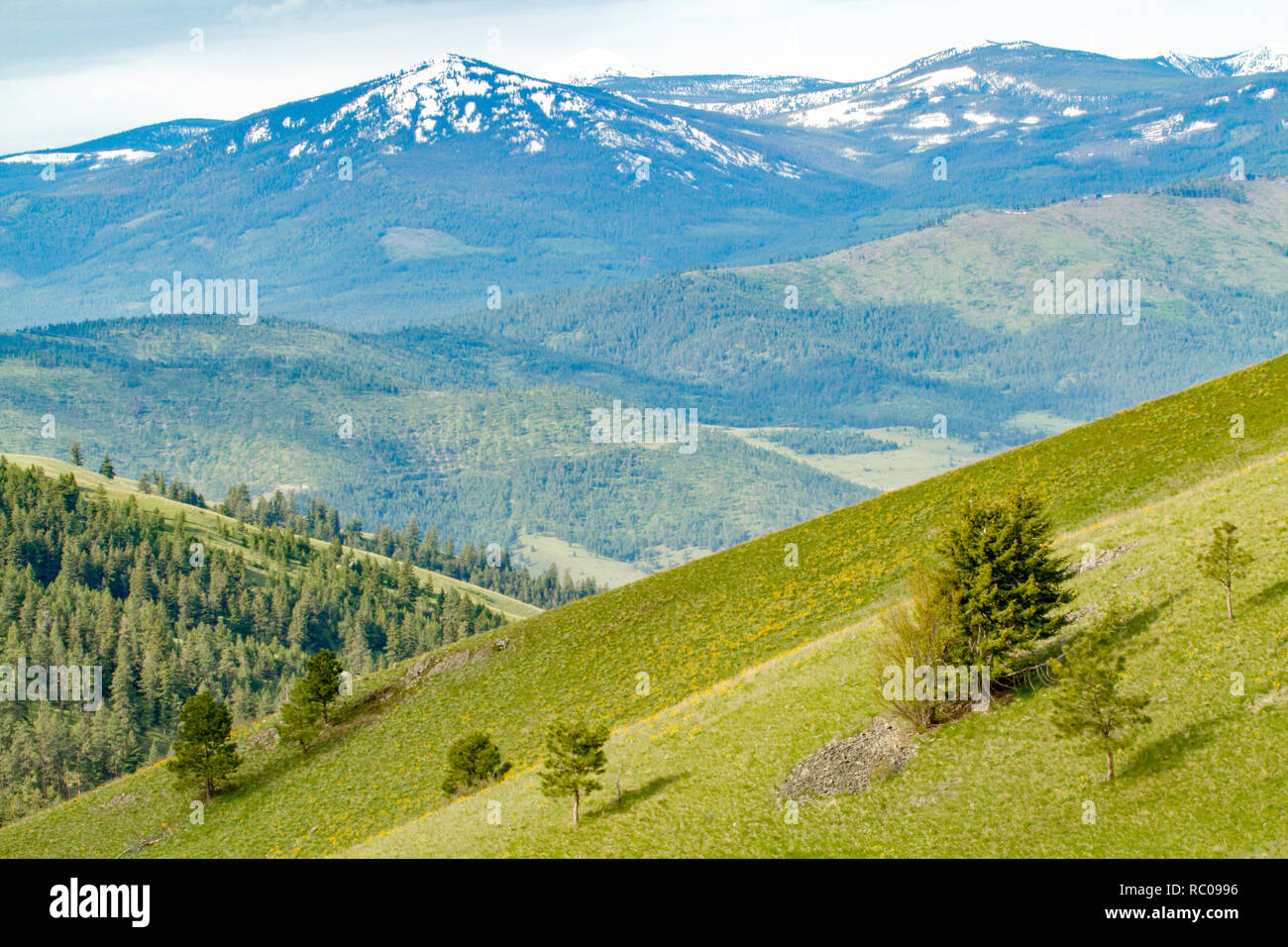Palouse Prairie grasslands on steep hills in National Bison Range ...