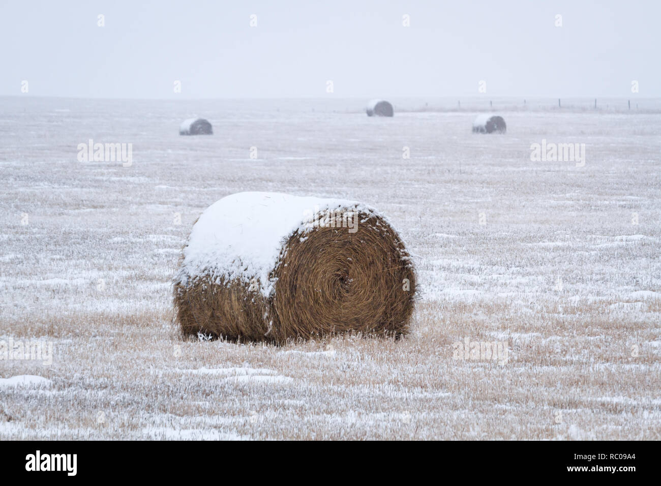 Ranching snow cover hi-res stock photography and images - Alamy