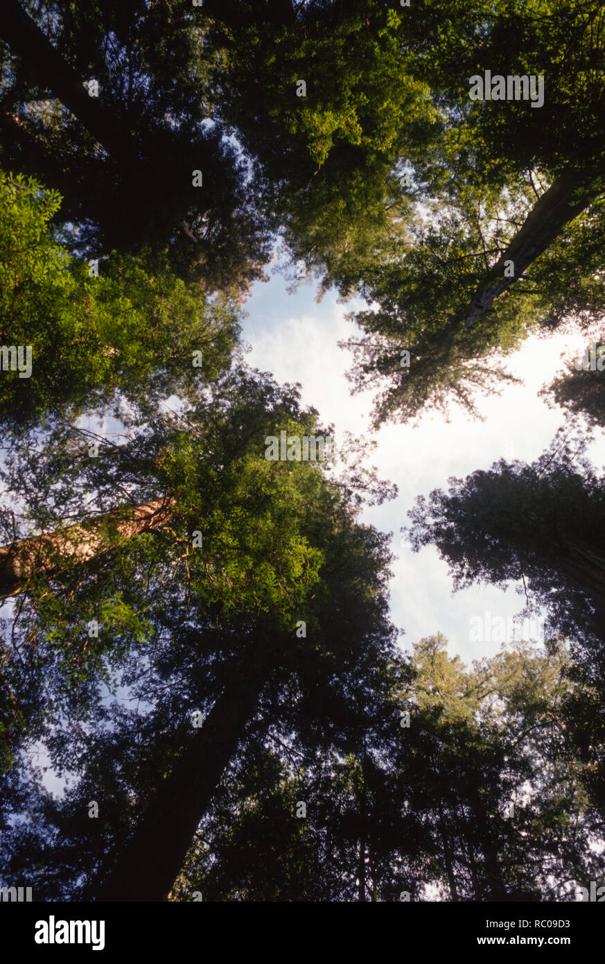 Towering redwoods as seen from ground level, California, USA Stock ...