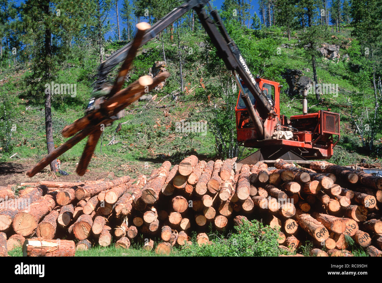 Freshly cut timber being stacked in a forest clearing operation, South ...