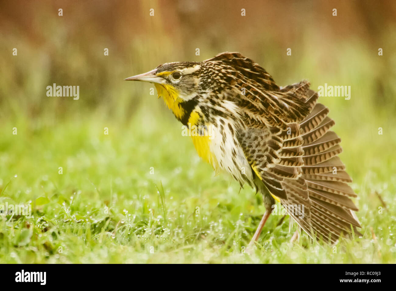 Western meadowlark california hi-res stock photography and images - Alamy