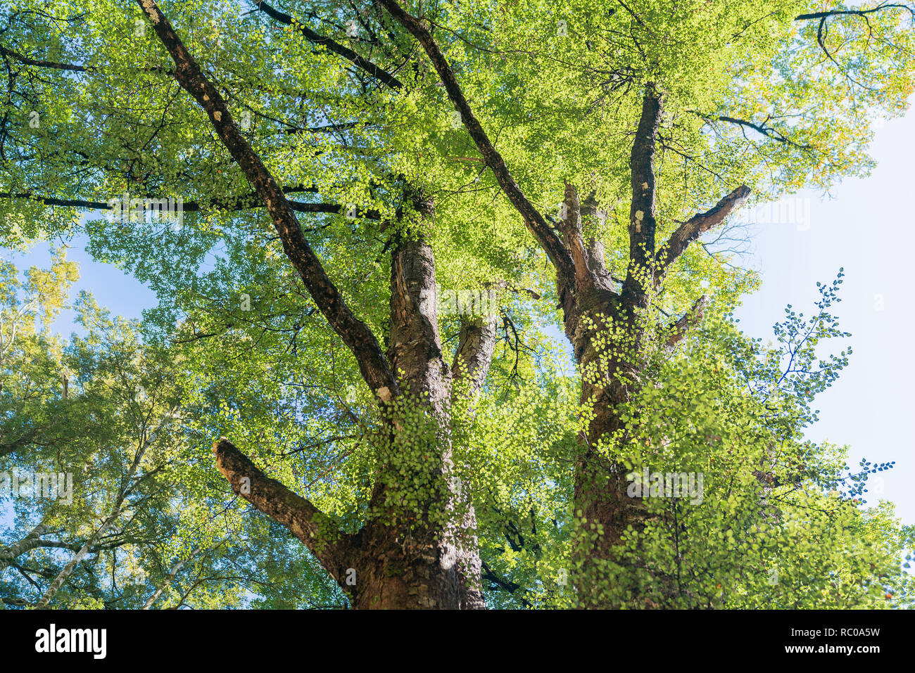 Dark bark on beech tree trunks contrasts with lime green leaves against ...