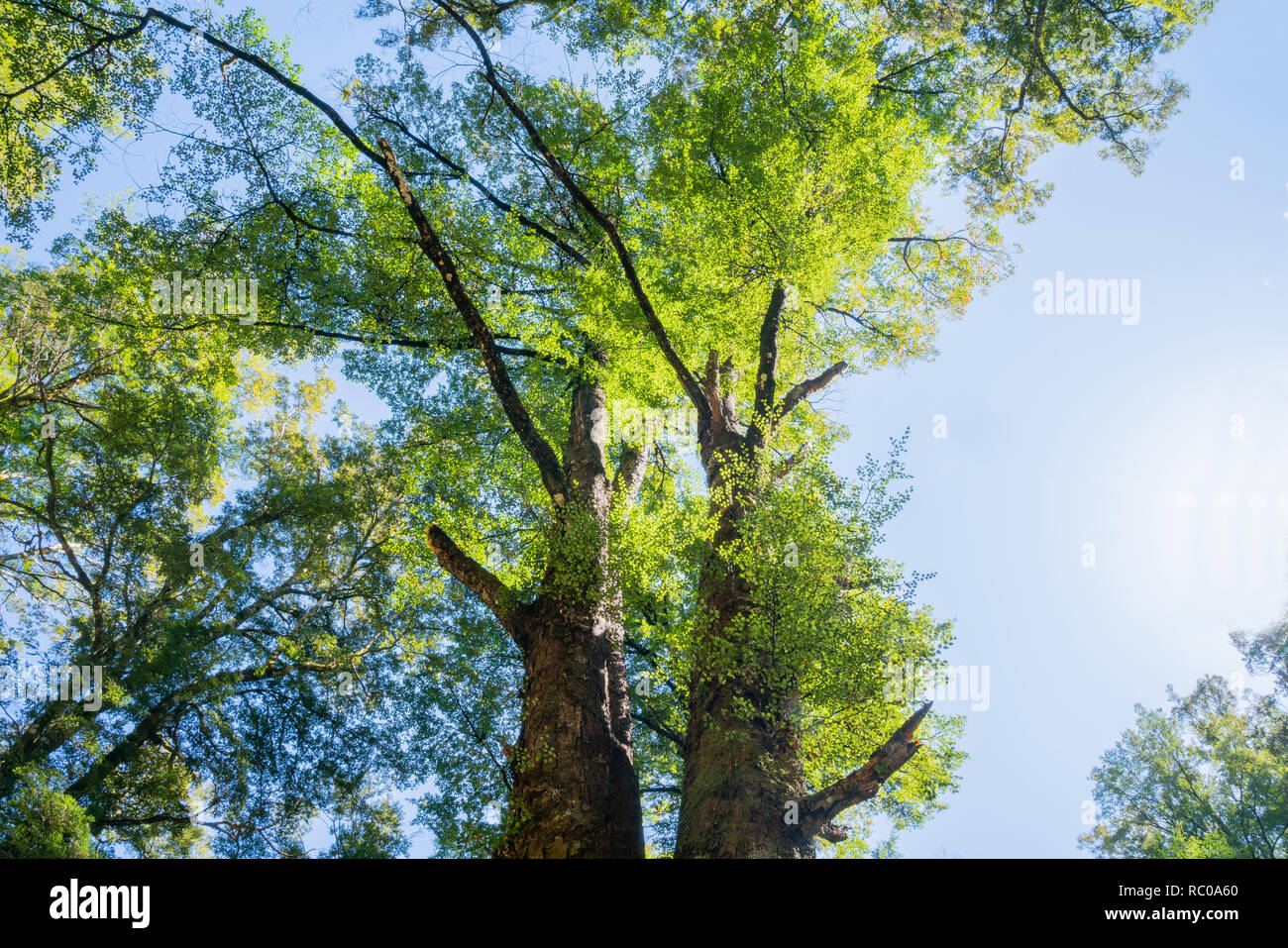 Dark bark on beech tree trunks contrasts with lime green leaves against ...