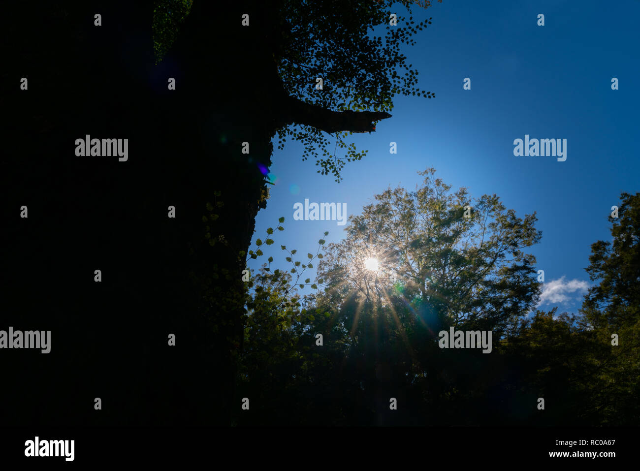 Beech tree silhouette hi-res stock photography and images - Alamy