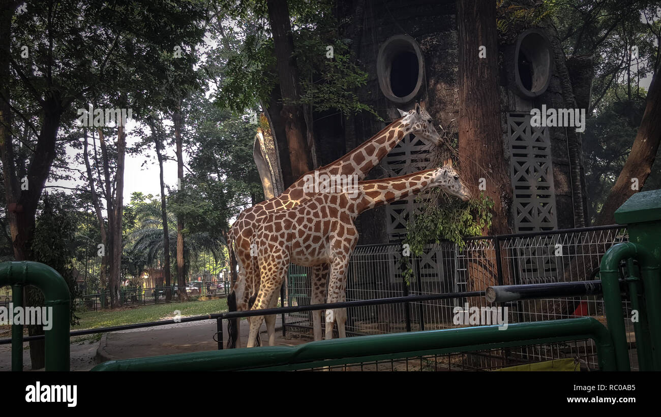 Two giraffes at a zoo in Asia are enjoying lunch Stock Photo - Alamy