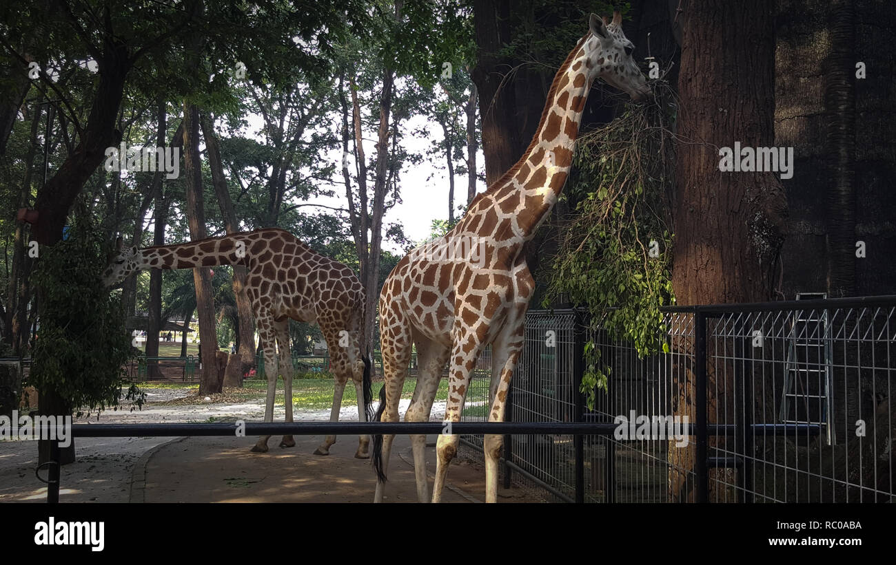 Two giraffes at a zoo in Asia are enjoying lunch Stock Photo - Alamy