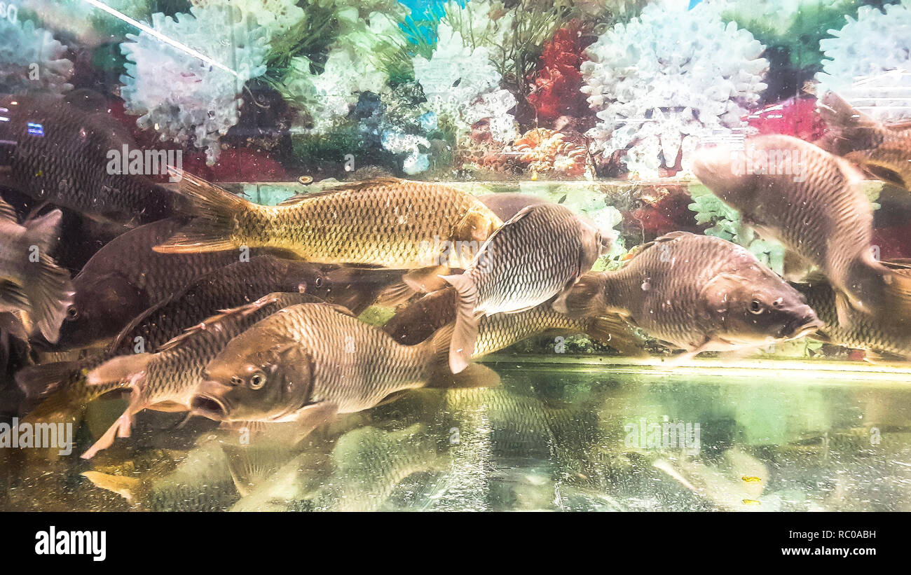 Live fish store hi-res stock photography and images - Alamy