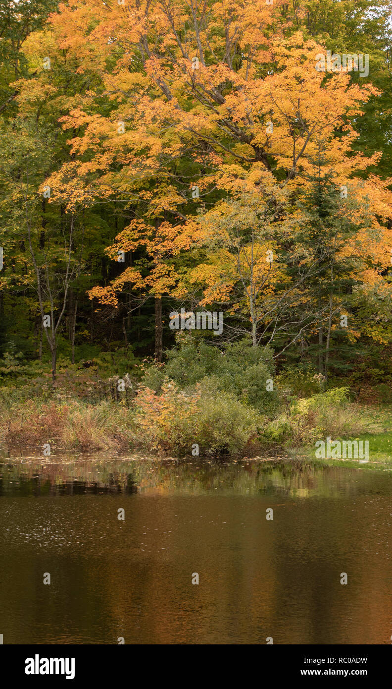 Autumn leaves in the forest reflected in he river in Muskoka Stock ...