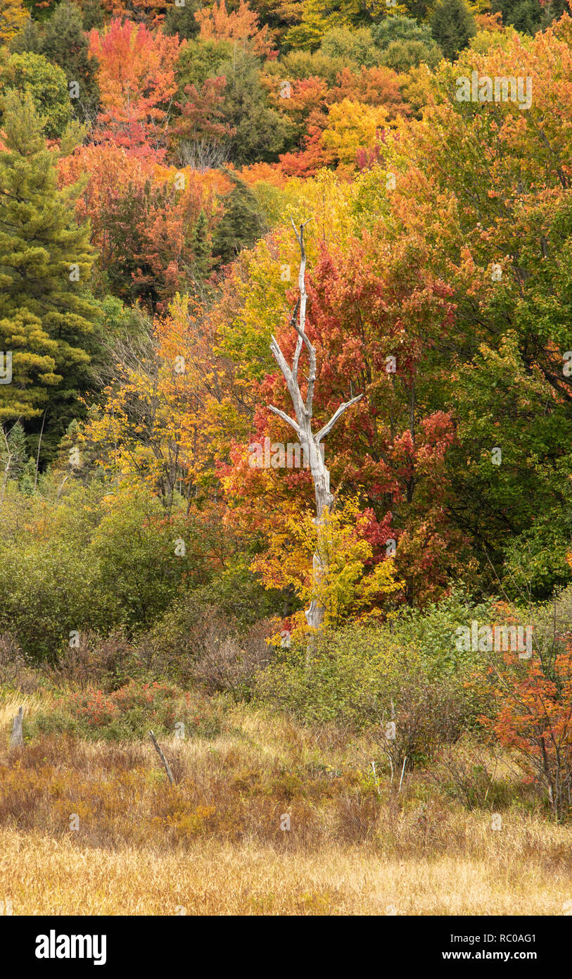 Autumn leaf colors in Muskoka Ontario Stock Photo - Alamy