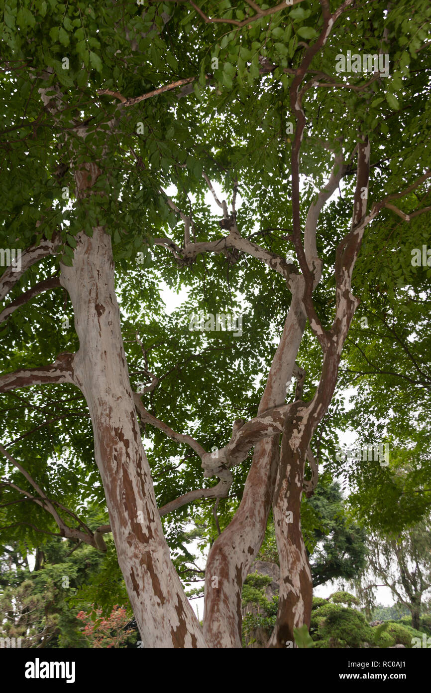 Deciduous tree (Lagerstroemia subcostata) white trunk, peeling bark ...