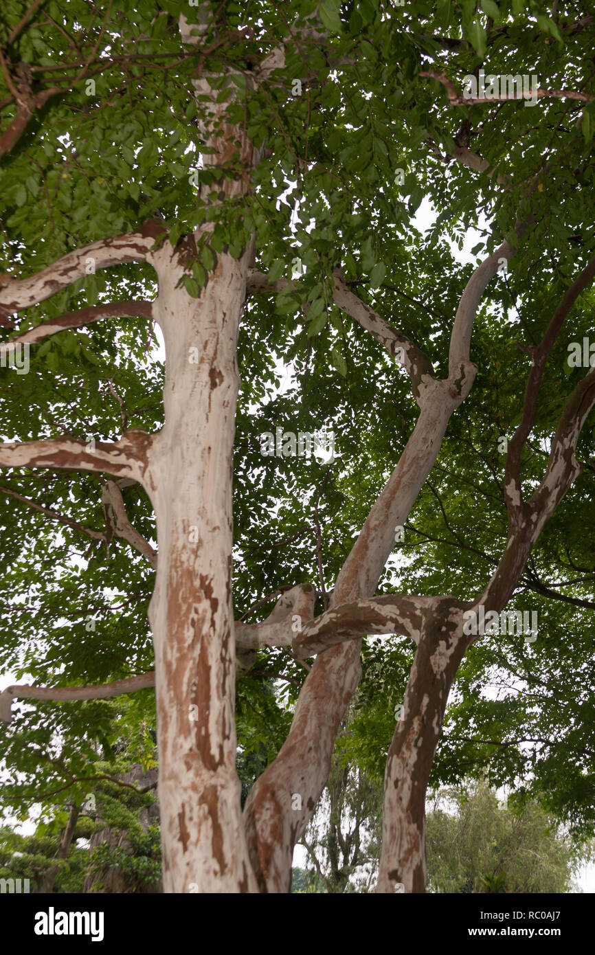 Deciduous tree (Lagerstroemia subcostata) white trunk, peeling bark ...
