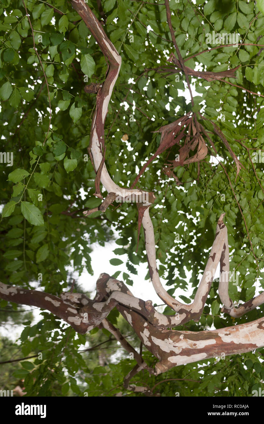 Deciduous tree (Lagerstroemia subcostata) white trunk, peeling bark ...