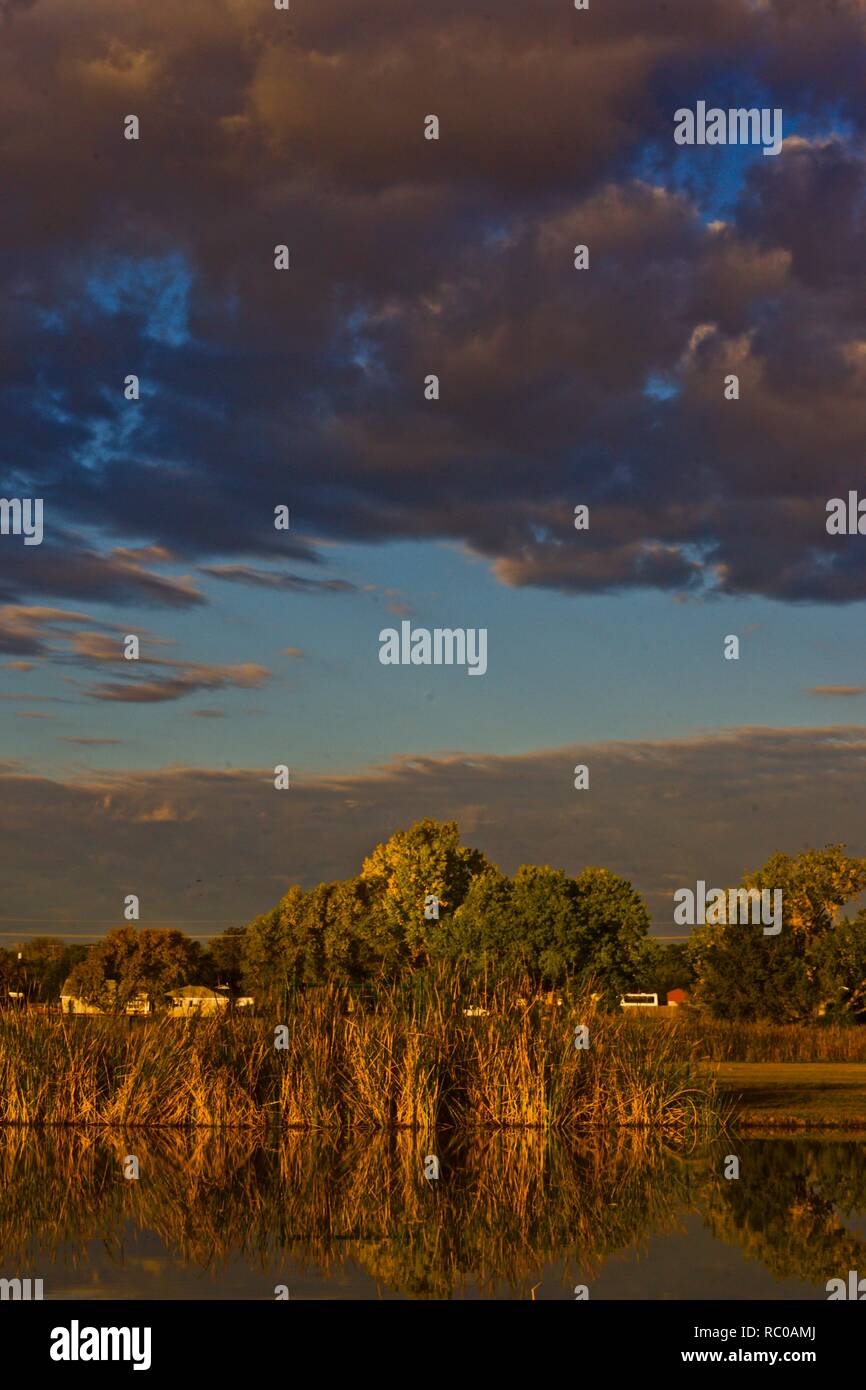 Cattails in Fall Colors along the Shoreline of Lindsey City Park Public ...