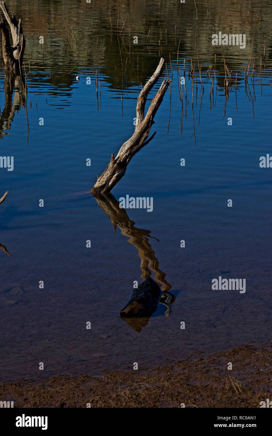 Submerged Timber and Water Reflections along the Shoreline of Lake ...