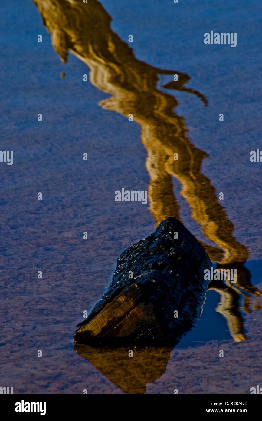 Submerged Timber and Water Reflections along the Shoreline of Lake ...