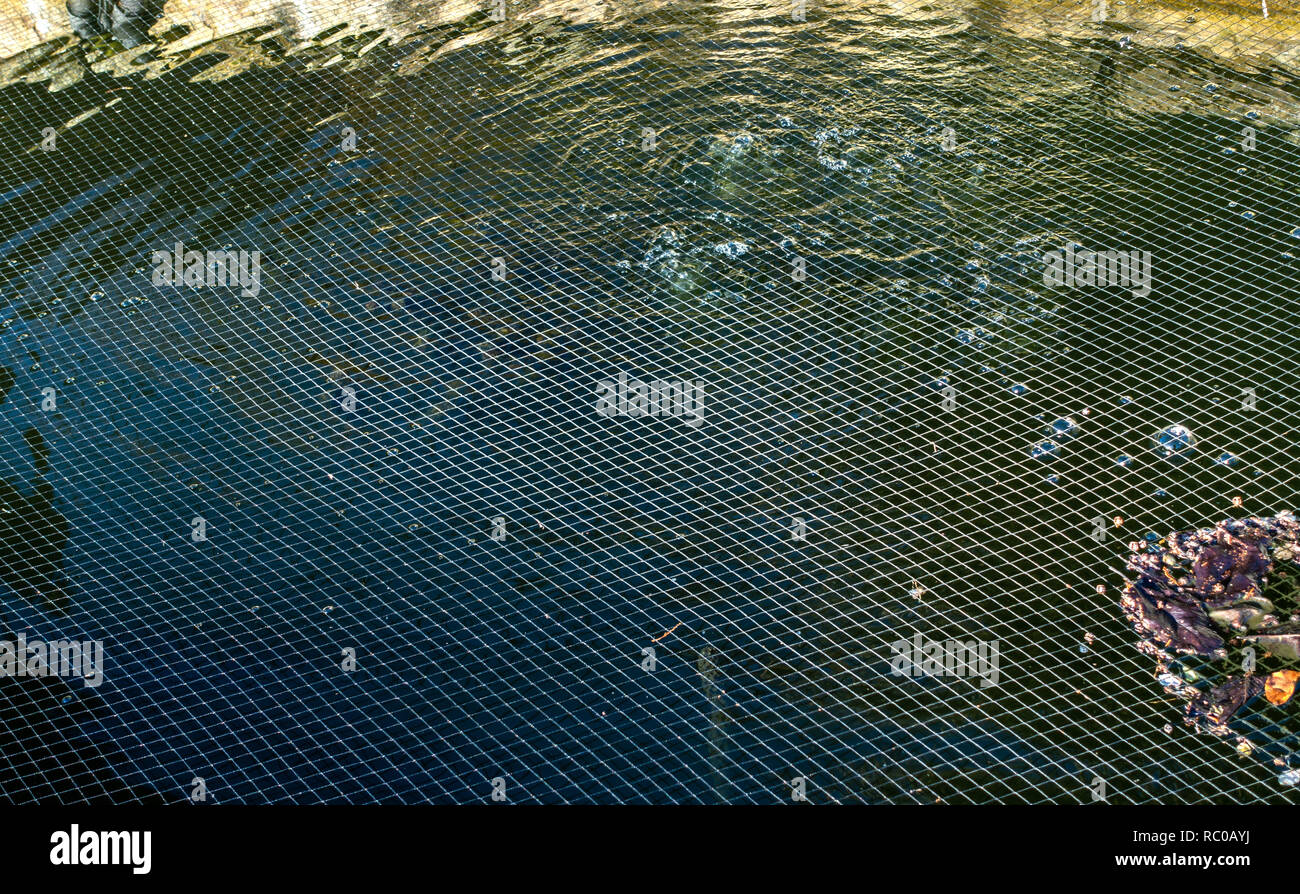 Closeup of netting protecting fish in a garden pond at a home in ...