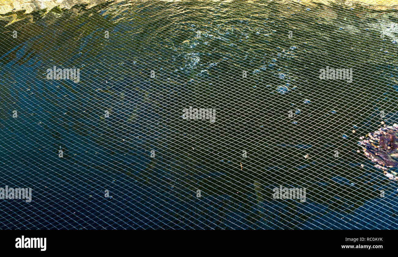 Closeup of netting protecting fish in a garden pond at a home in ...