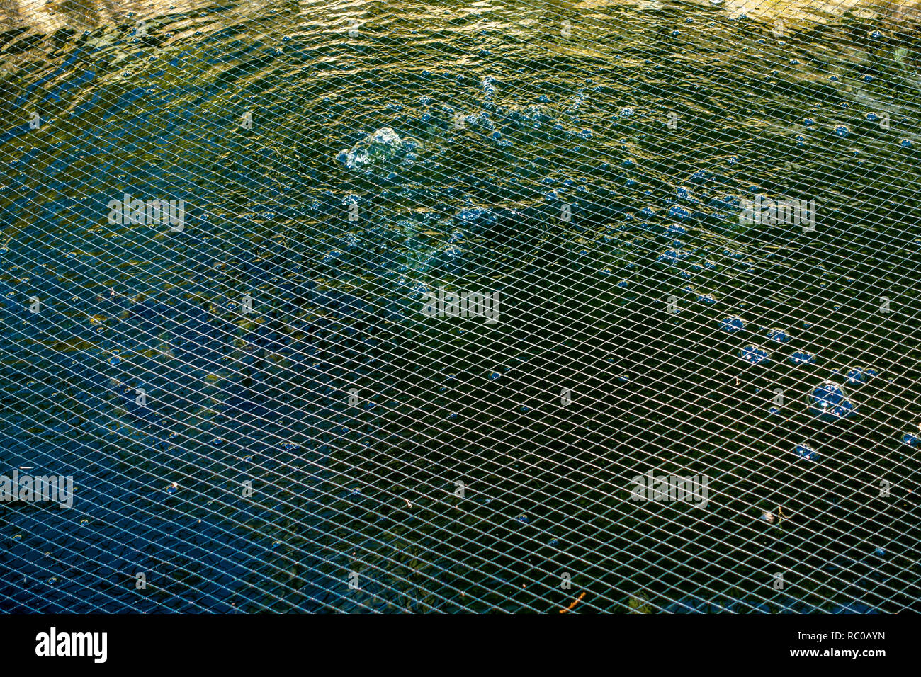 Closeup of netting protecting fish in a garden pond at a home in ...
