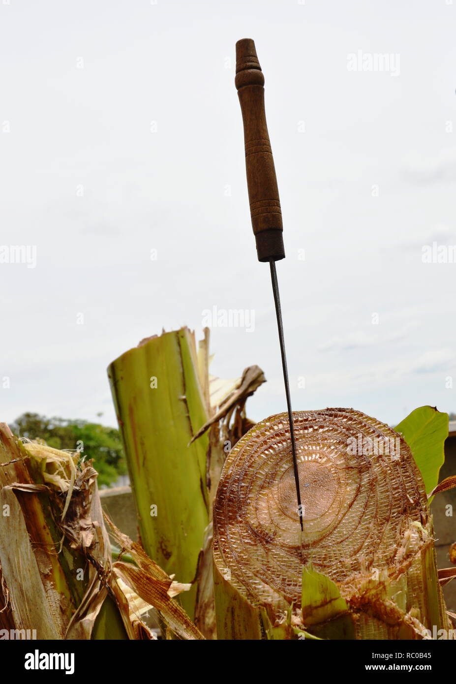Thai sword blade stab on banana tree stump after cut in garden Stock ...