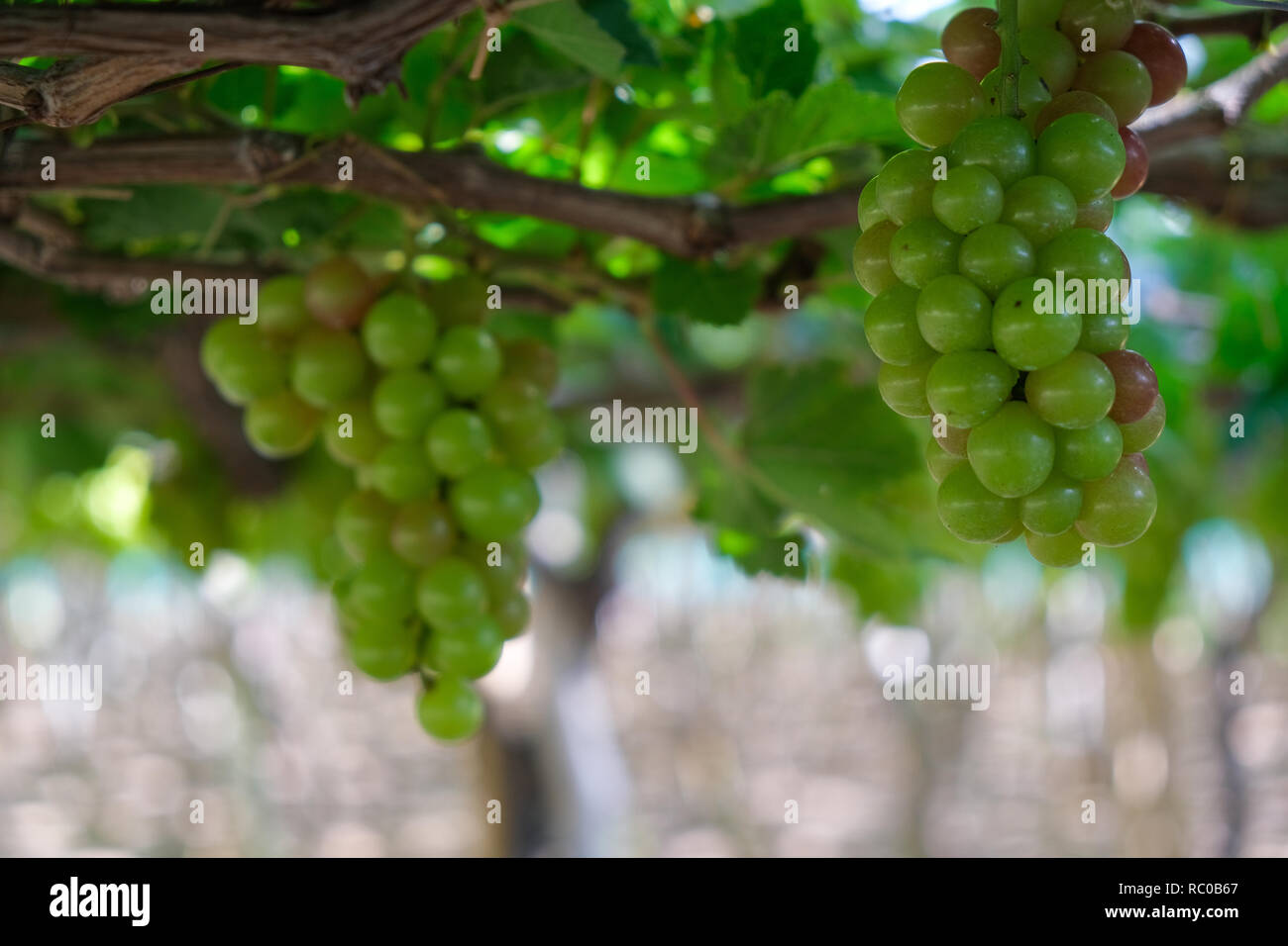 Grapes tree. Close up ripe green grapes branch with grape leaves on ...