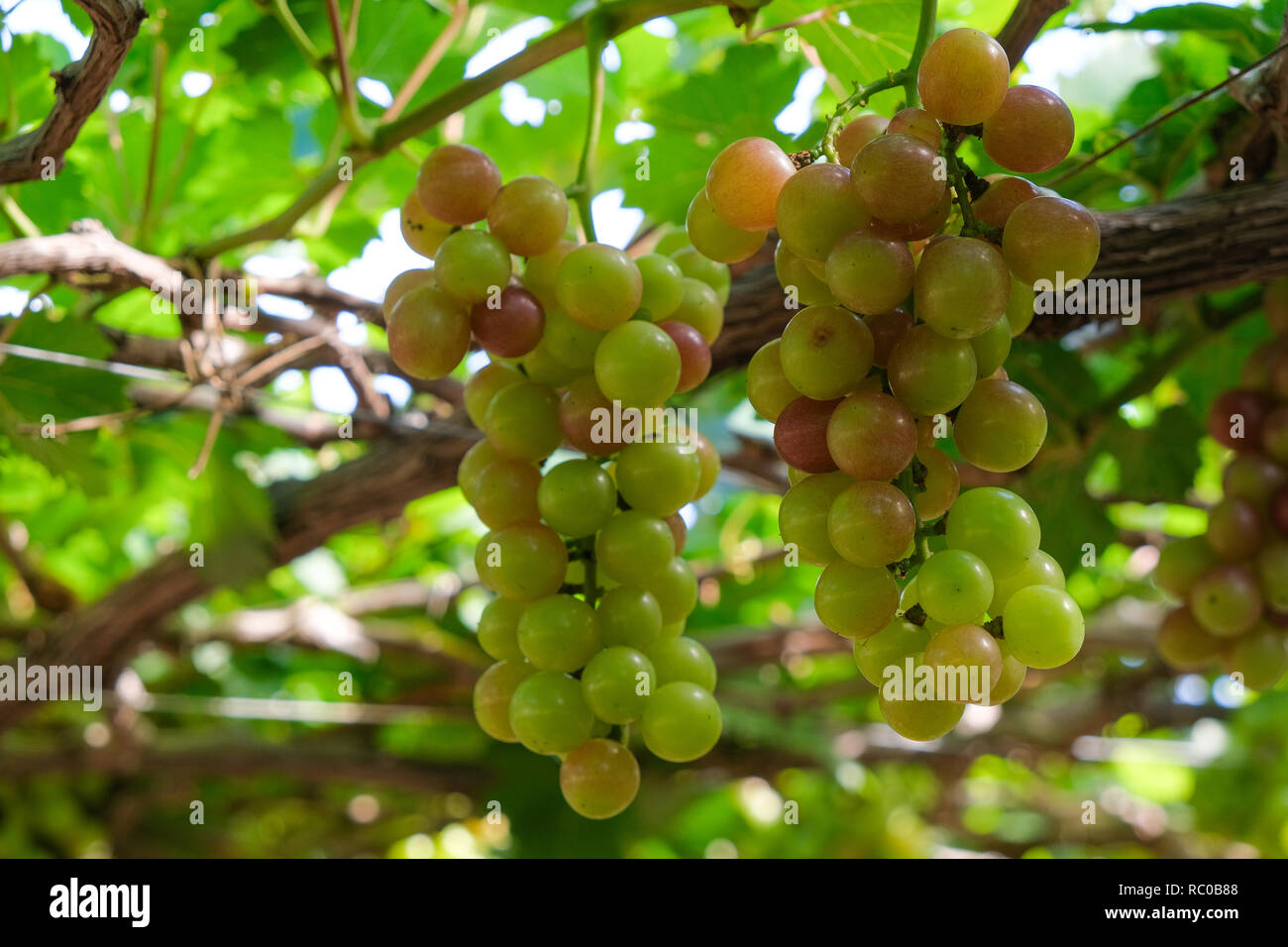 Grapes tree. Close up ripe green grapes branch with grape leaves on ...