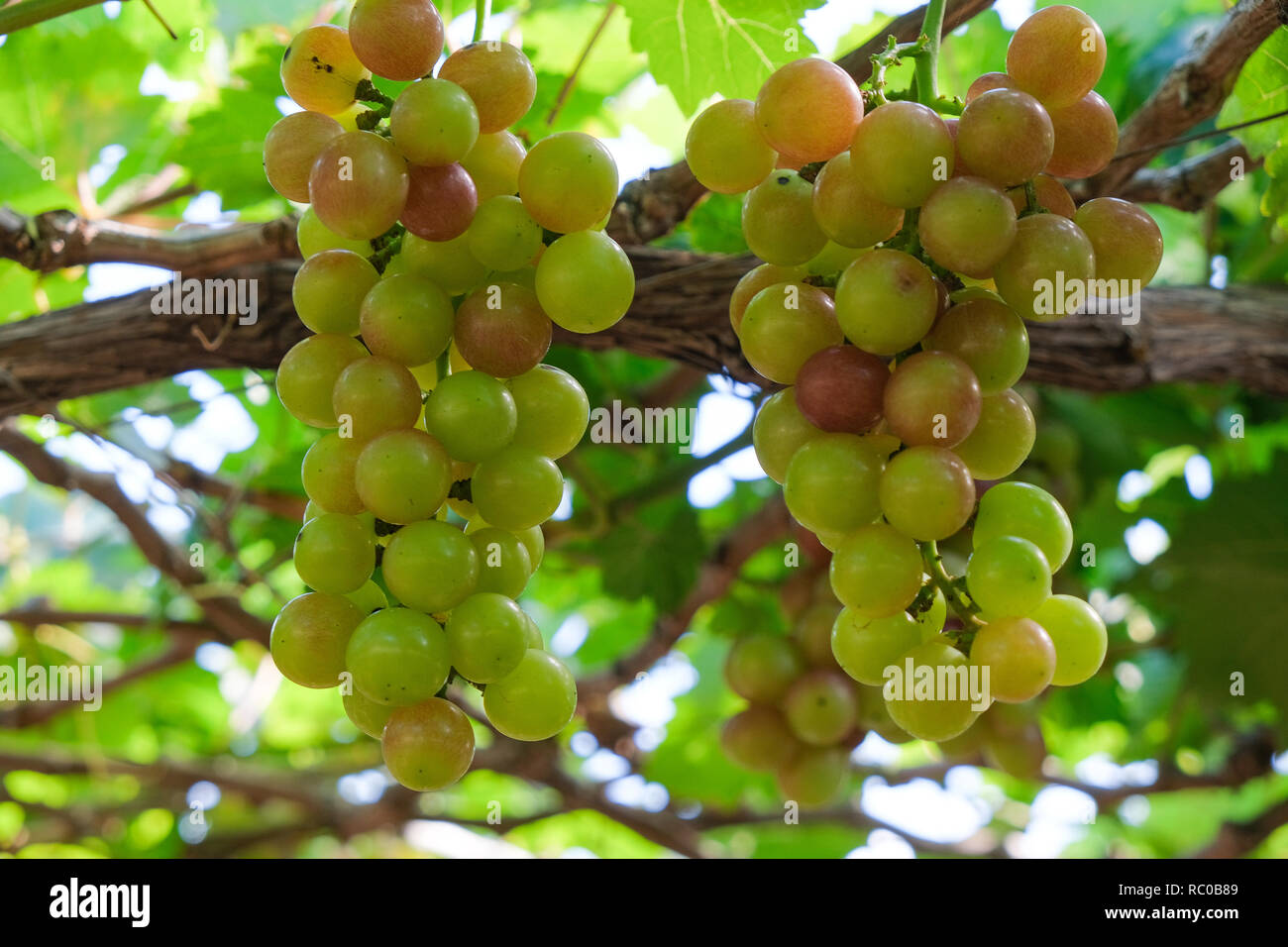 Grapes tree. Stock photo image of bunch fresh green grape fruit on the ...