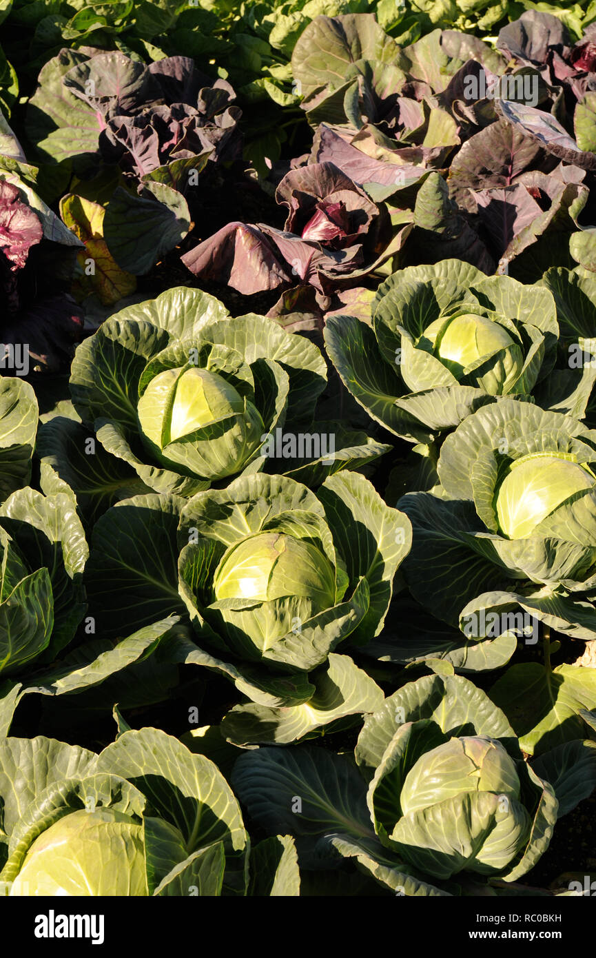 The green rush of Iceland Stock Photo - Alamy