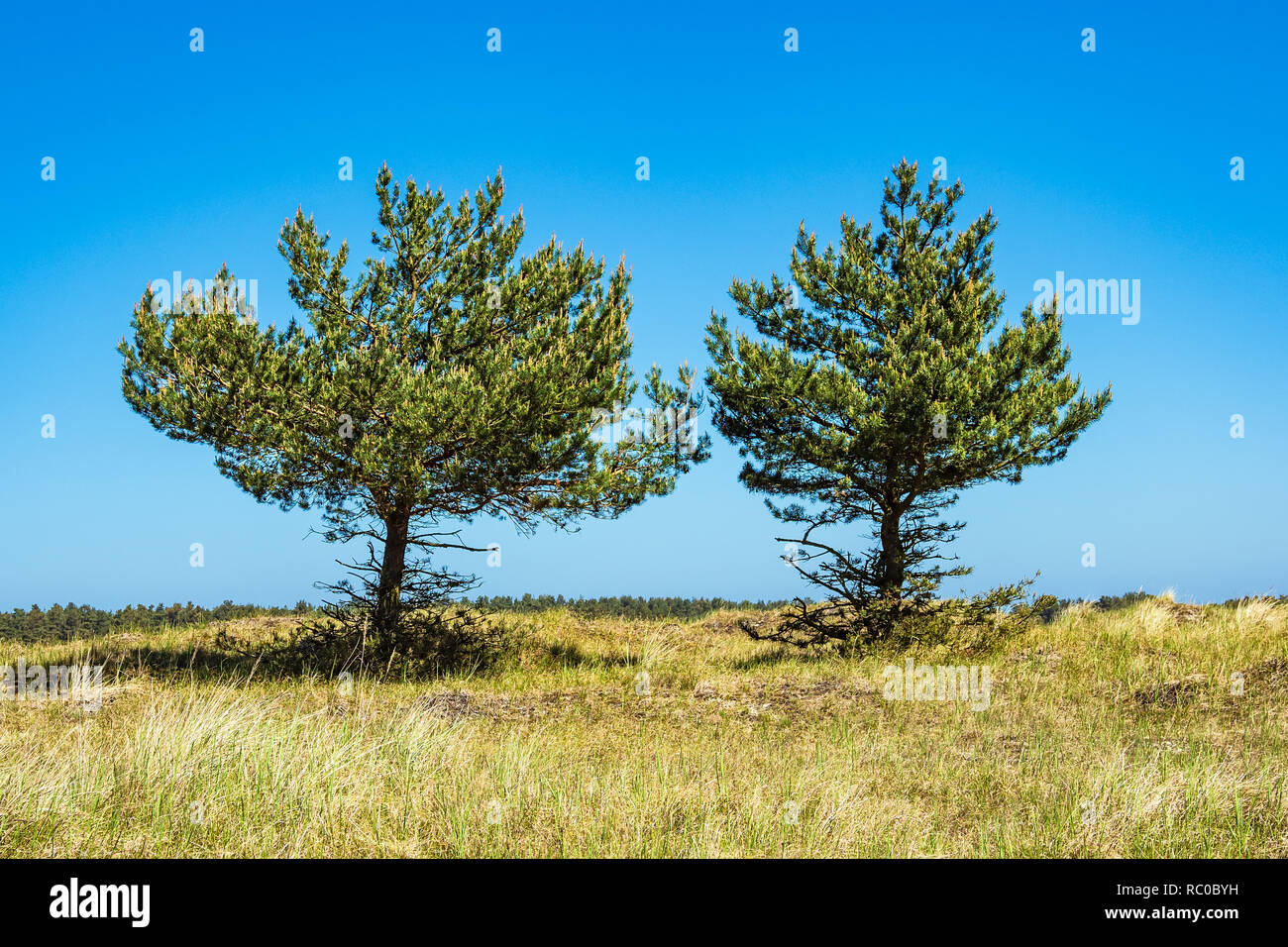 Trees on the Baltic Sea coast in Prerow, Germany Stock Photo - Alamy