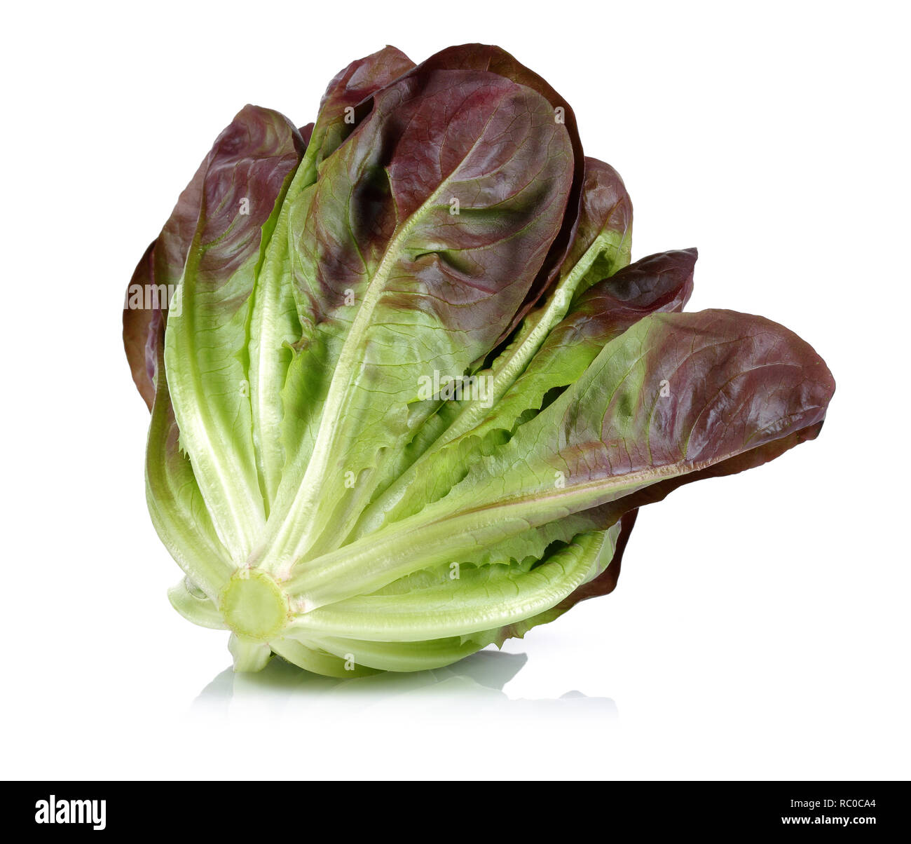Fresh red lettuce isolated on white background Stock Photo - Alamy