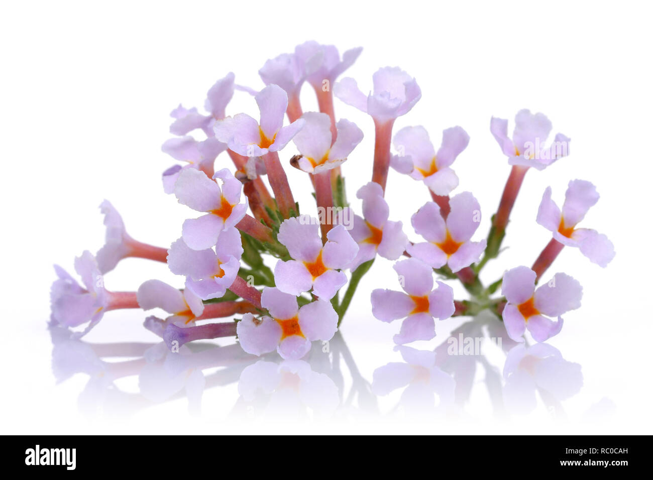 Fragrant lilac pink flowers Cut Out Stock Images & Pictures - Alamy