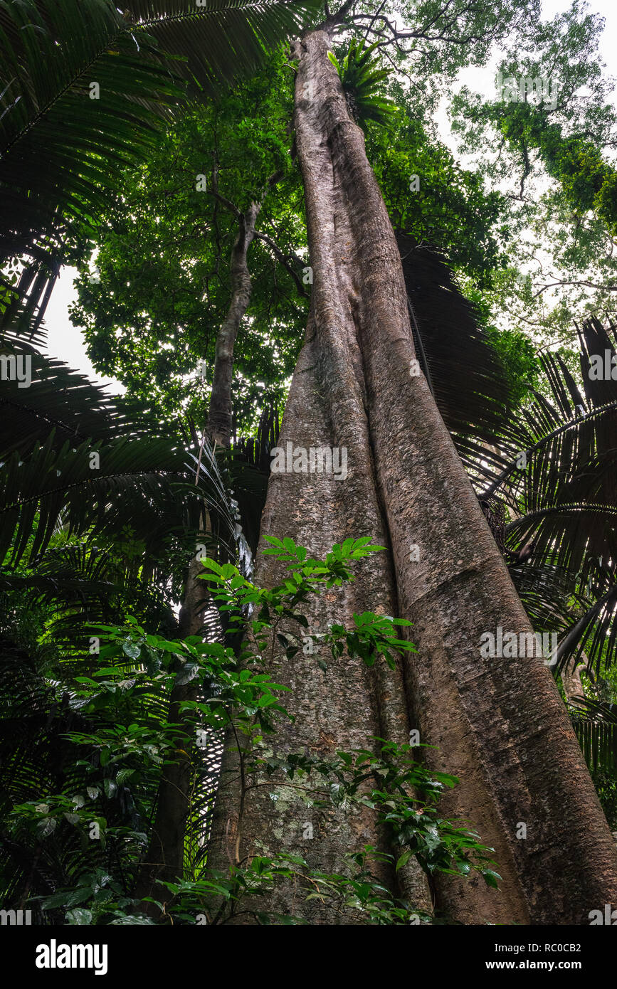 Malaysia jungle tree hi-res stock photography and images - Alamy