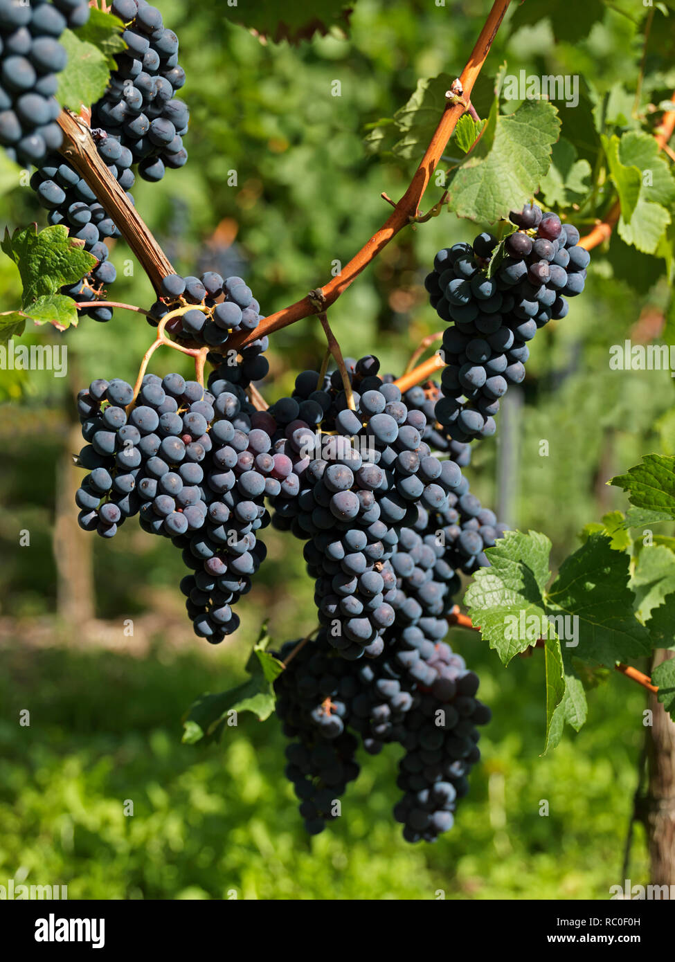 Weintrauben hi-res stock photography and images - Alamy