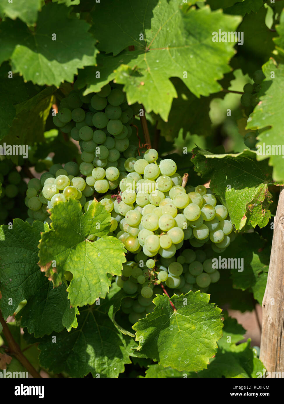 Weintrauben hi-res stock photography and images - Alamy