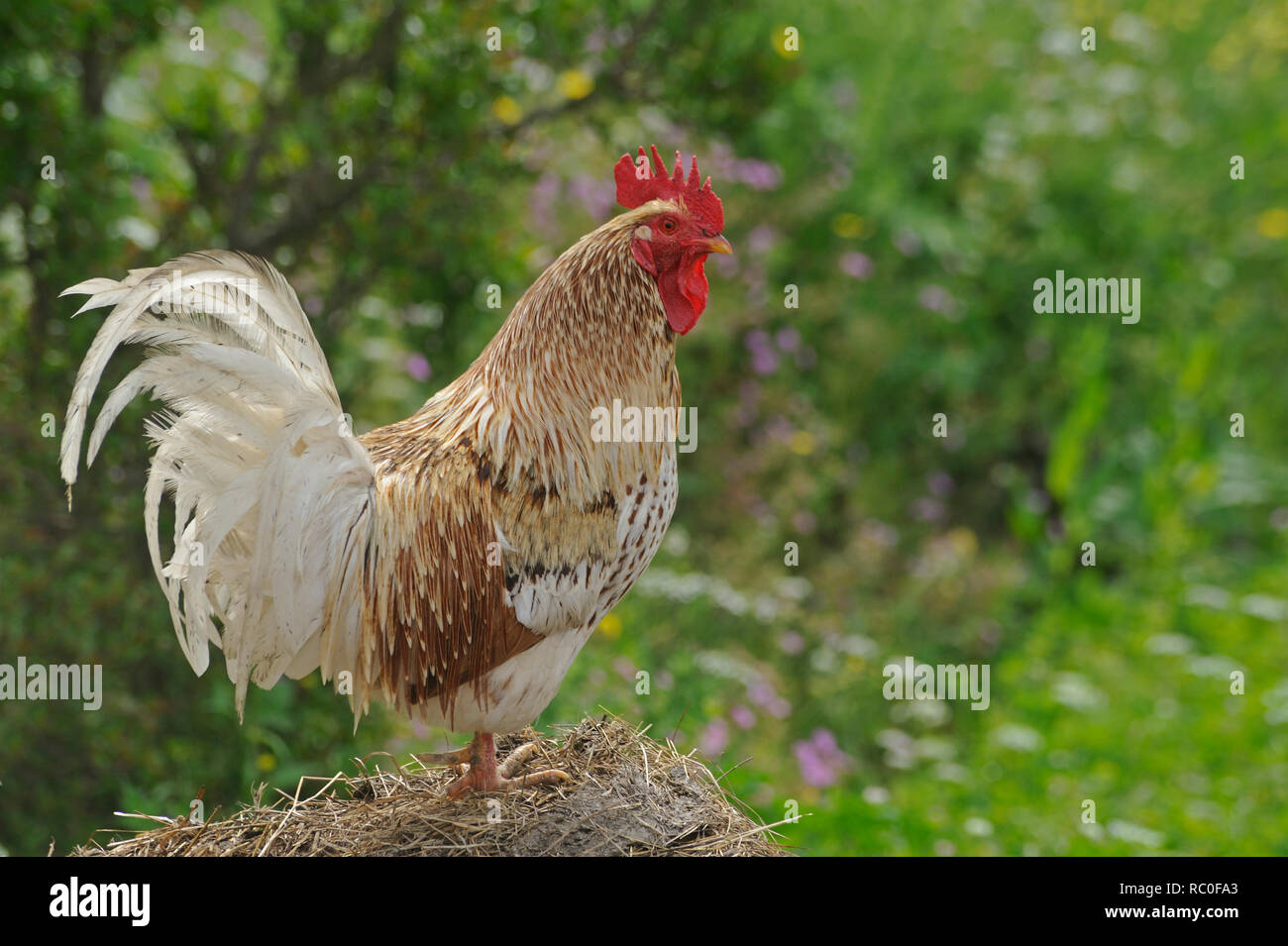 Haushahn hi-res stock photography and images - Alamy