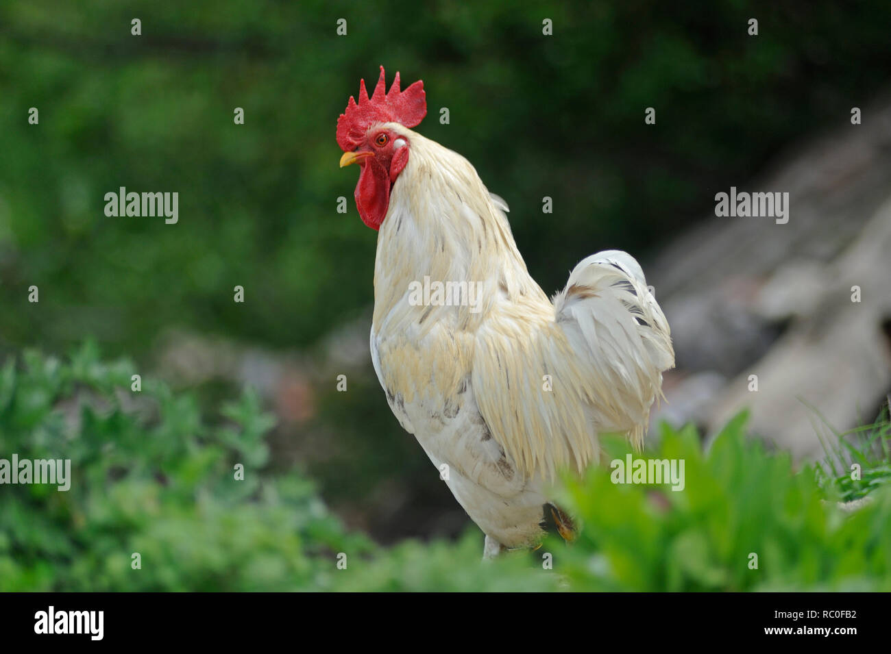 Haushahn hi-res stock photography and images - Alamy