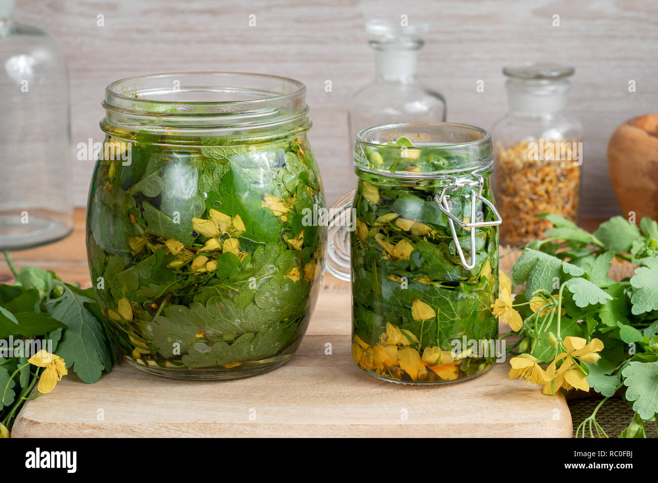 Greater celandine leaves and flowers macerating in vegetable oil Stock ...