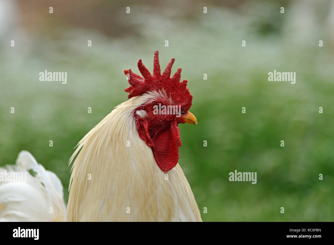 Haushahn hi-res stock photography and images - Alamy