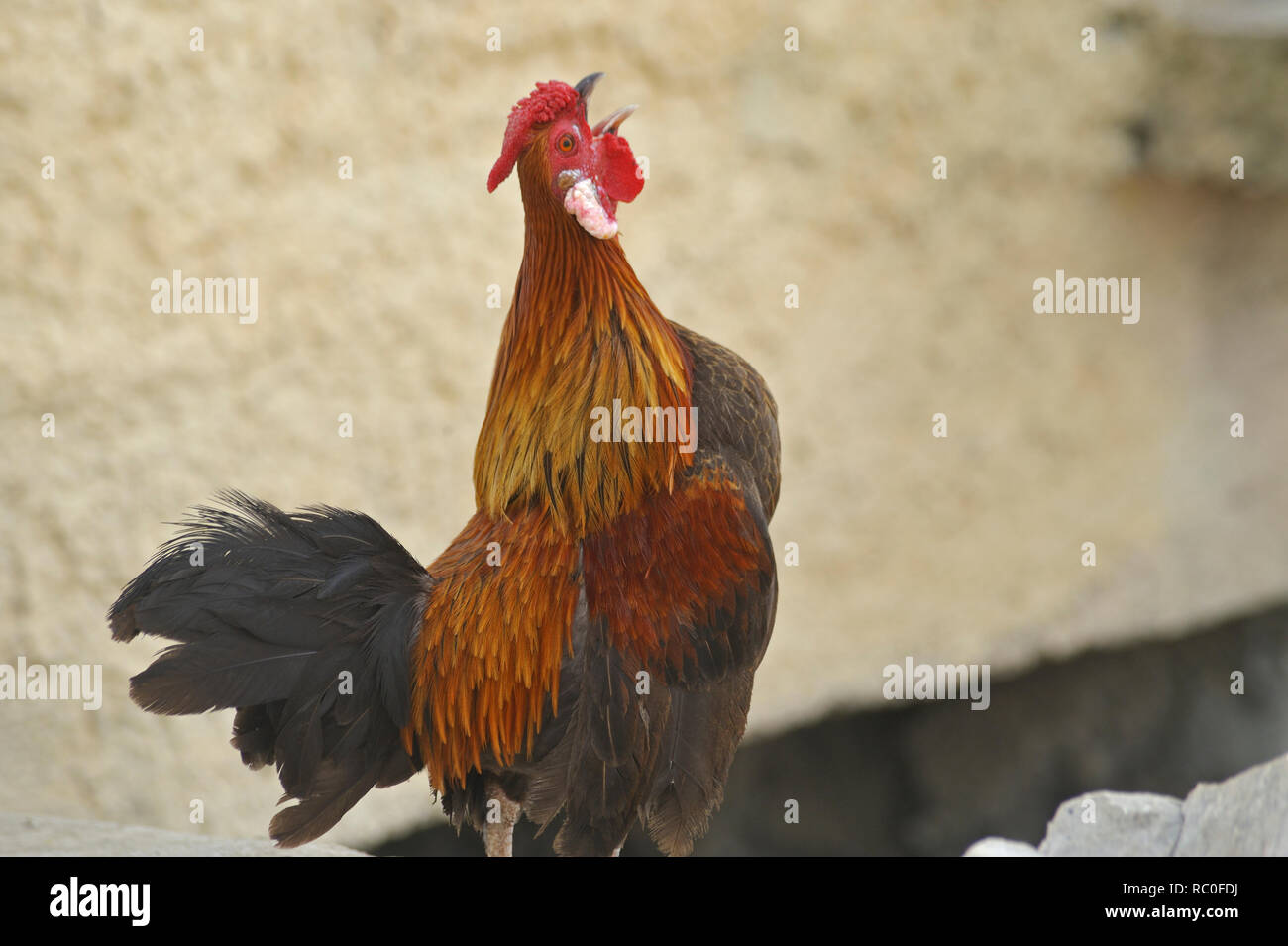 Haushuhn hahn hi-res stock photography and images - Alamy