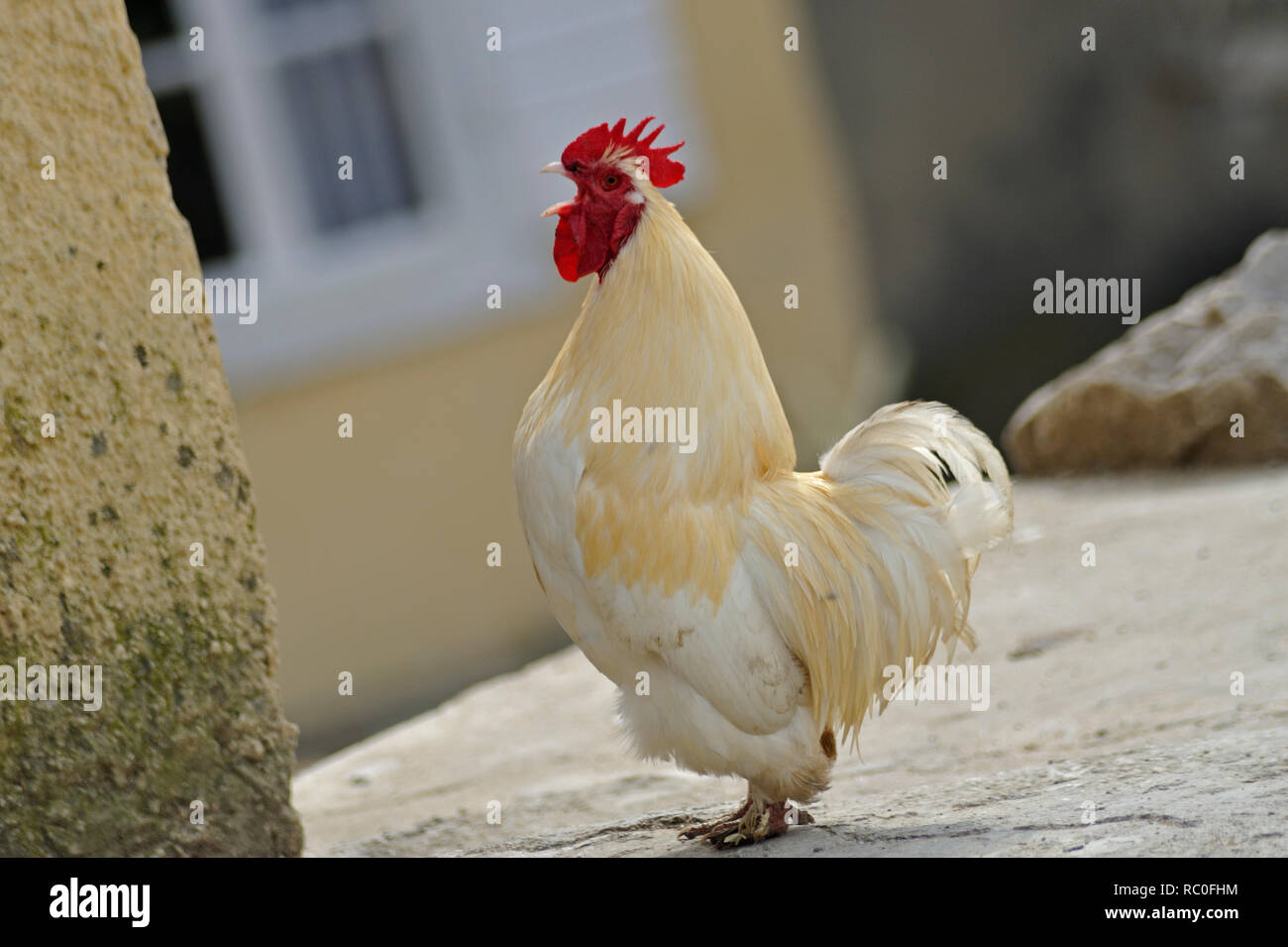Mund tiere hi-res stock photography and images - Alamy