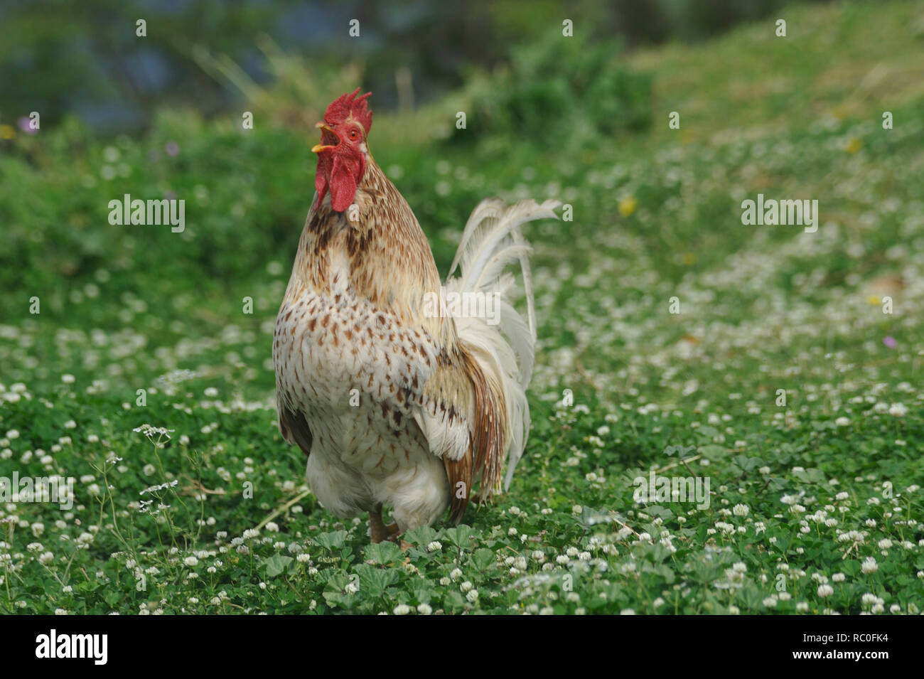 Mund tiere hi-res stock photography and images - Alamy