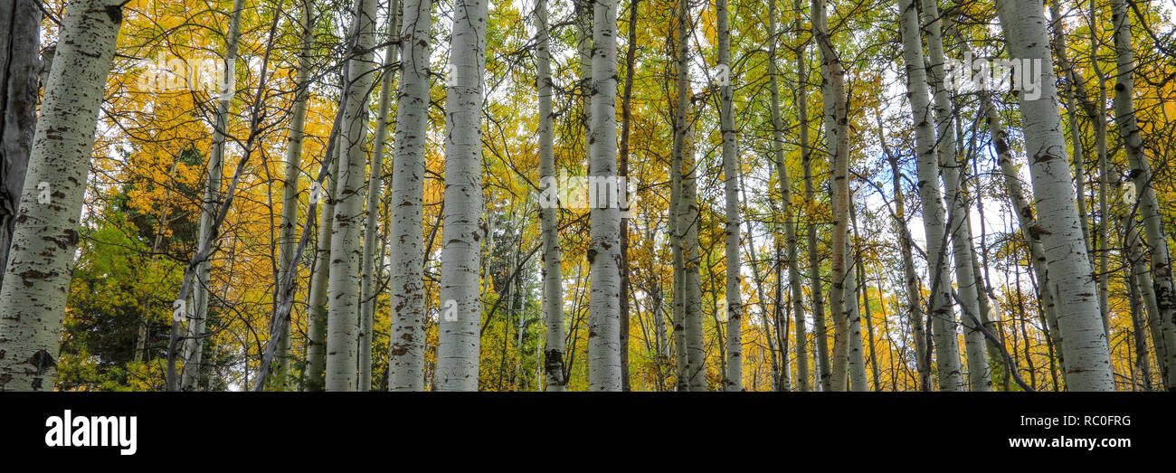 Aspen forest fall foliage panorama in Colorado autumn Stock Photo - Alamy