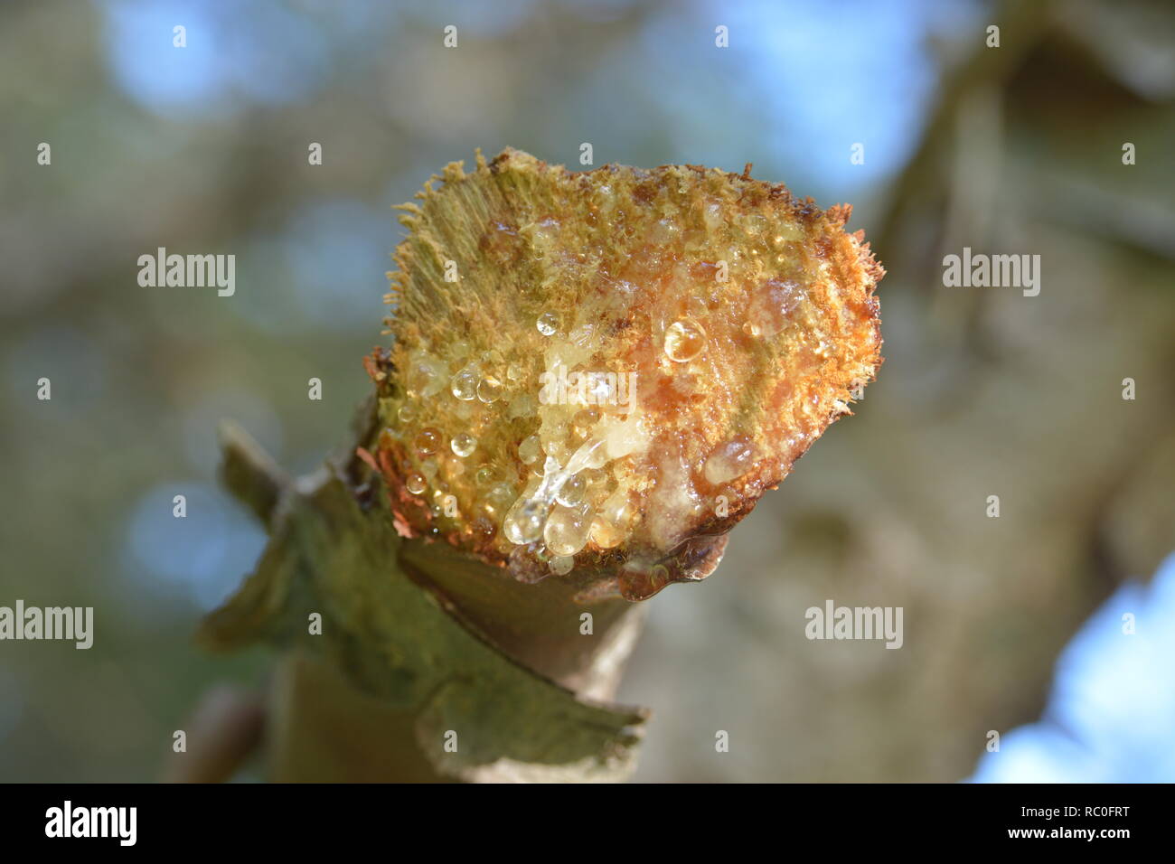 Severed branch hi-res stock photography and images - Alamy