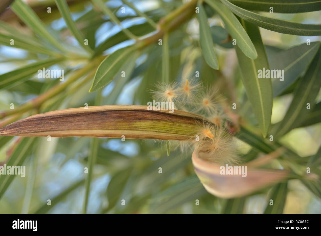 Anemochory hi-res stock photography and images - Alamy