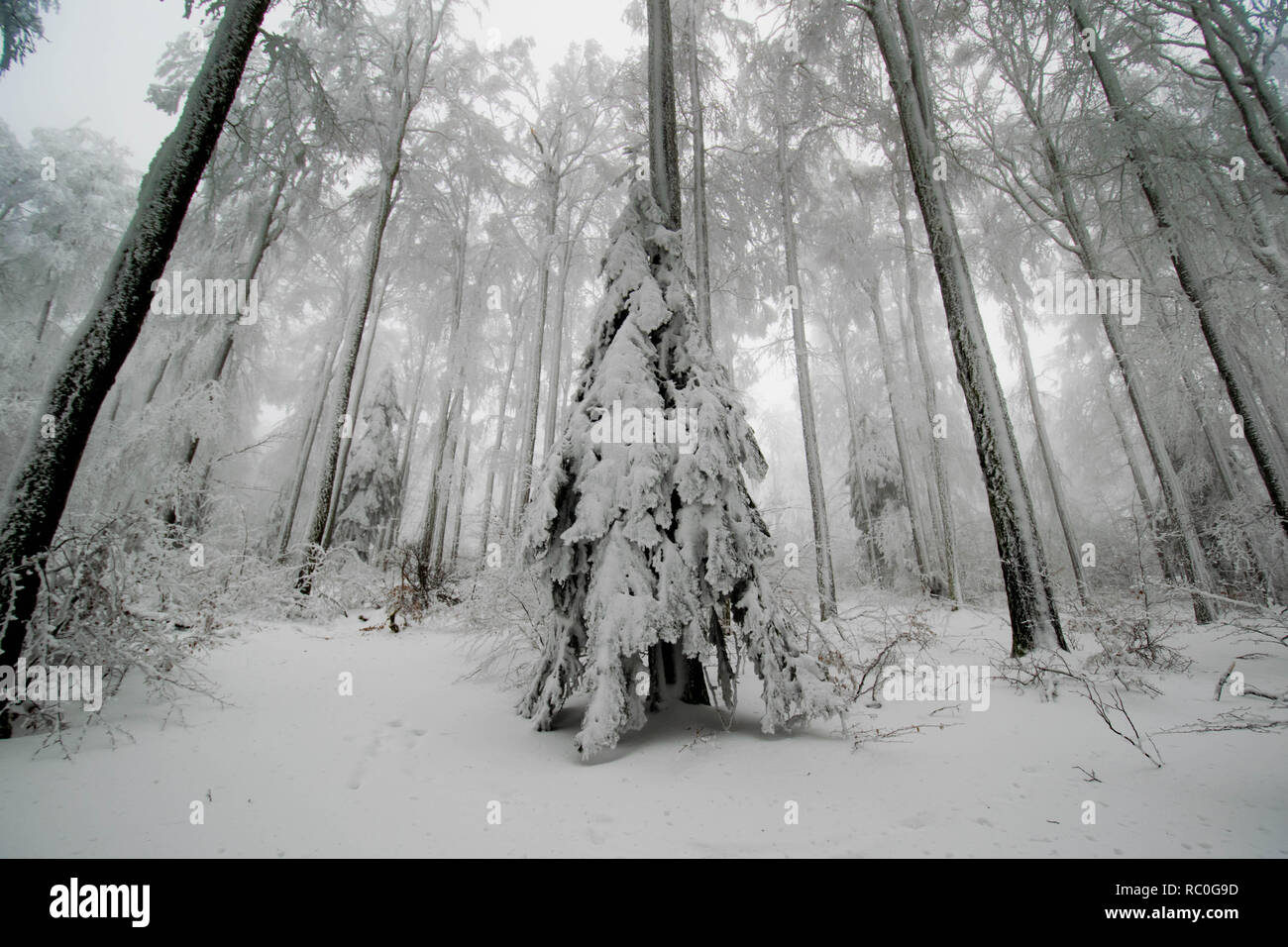 Frozen forest in the Vosges mountains in France at the champ du feu ...