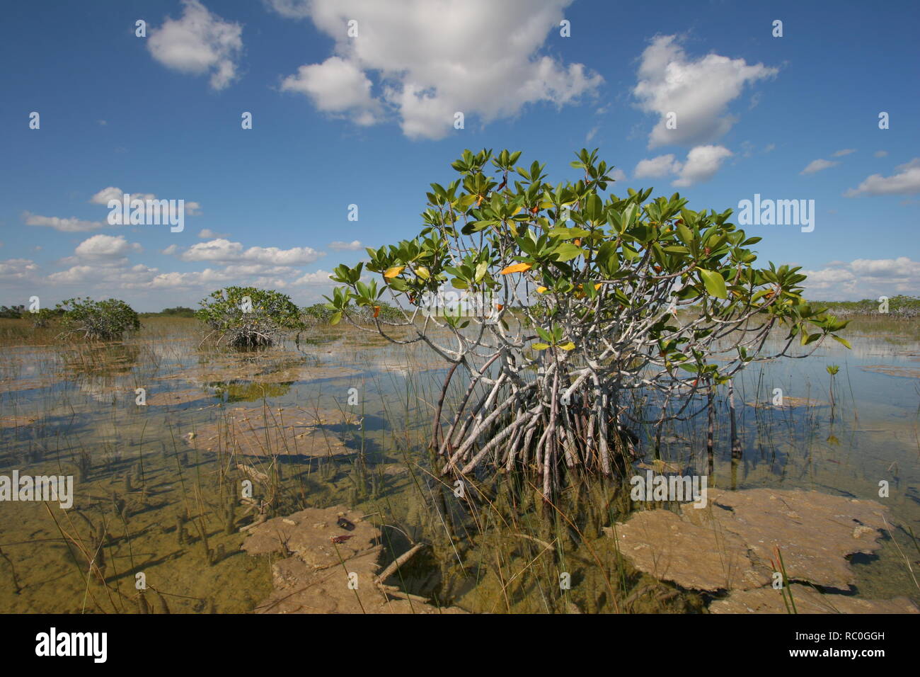 Dwarf mangrove trees hi-res stock photography and images - Alamy